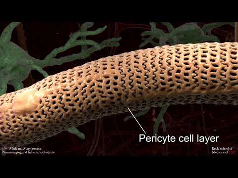 The Blood Brain Barrier's Role in Neurodegeneration