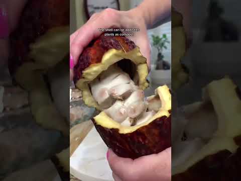 How to open and prepare the cacao pod to ferment