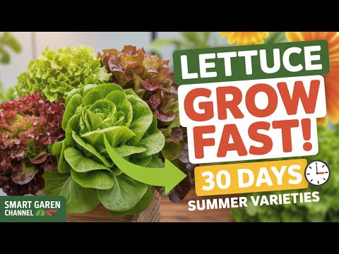 Lettuce Grow Fast! Quick-Start Lettuce Varieties for Summer