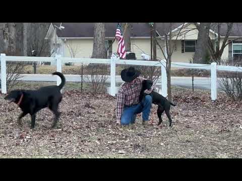 Dog for adoption - Sheba Marie ~ The COMPLETE Package!!!!, a Black ...