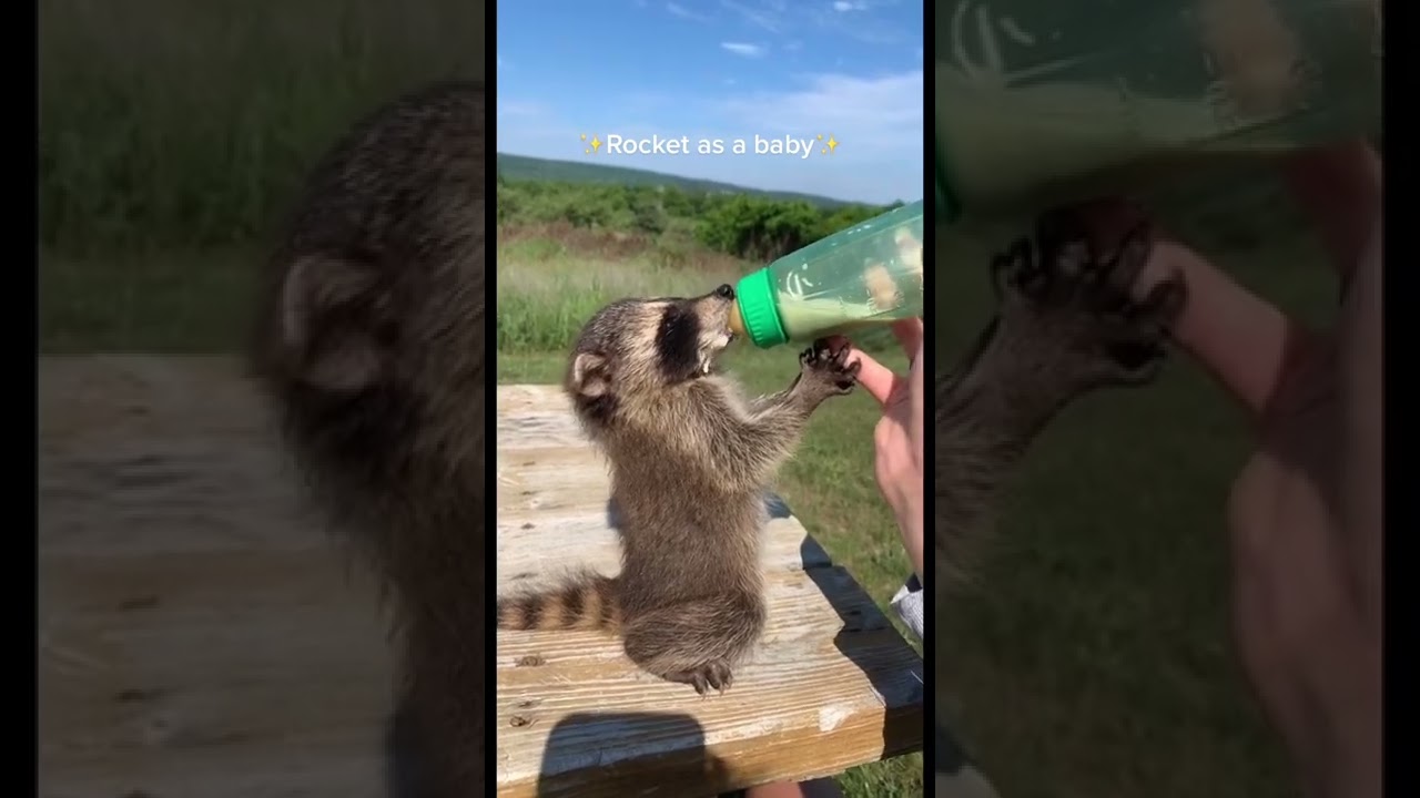 Adorable pet baby raccoon!