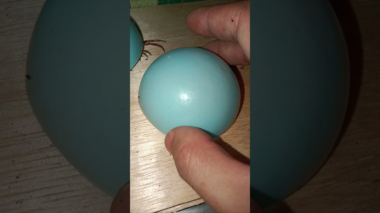 lifted the suspicious container and found two beetles and a centipede #shorts