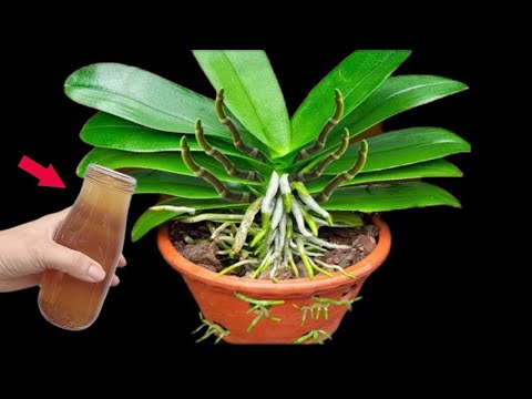 Let’s Do it now! In just 20 days the orchid will grow new roots and many flower branches.