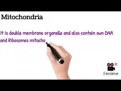 Definition of Mitochondria