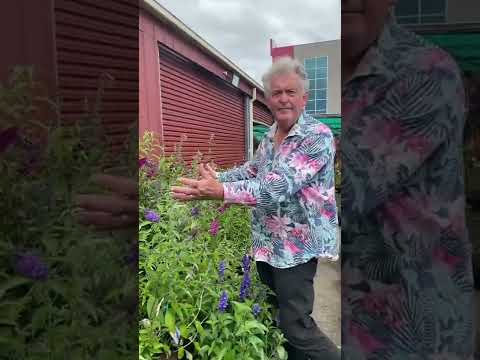 3 Facts About Buddleja You Didn't Know