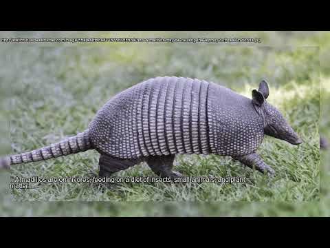 What is an Armadillo