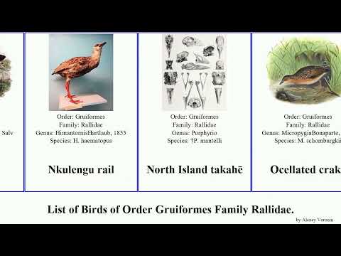Birds of Order Gruiformes Family Rallidae Crake Swamphen Gallinule Moorhen Coot Rail Sora wood