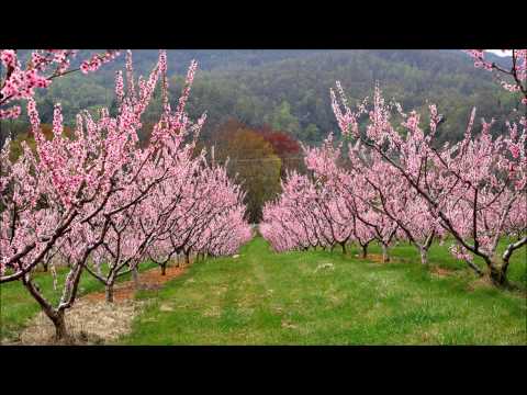 Buy Fast Growing Trees Cheap $3.25