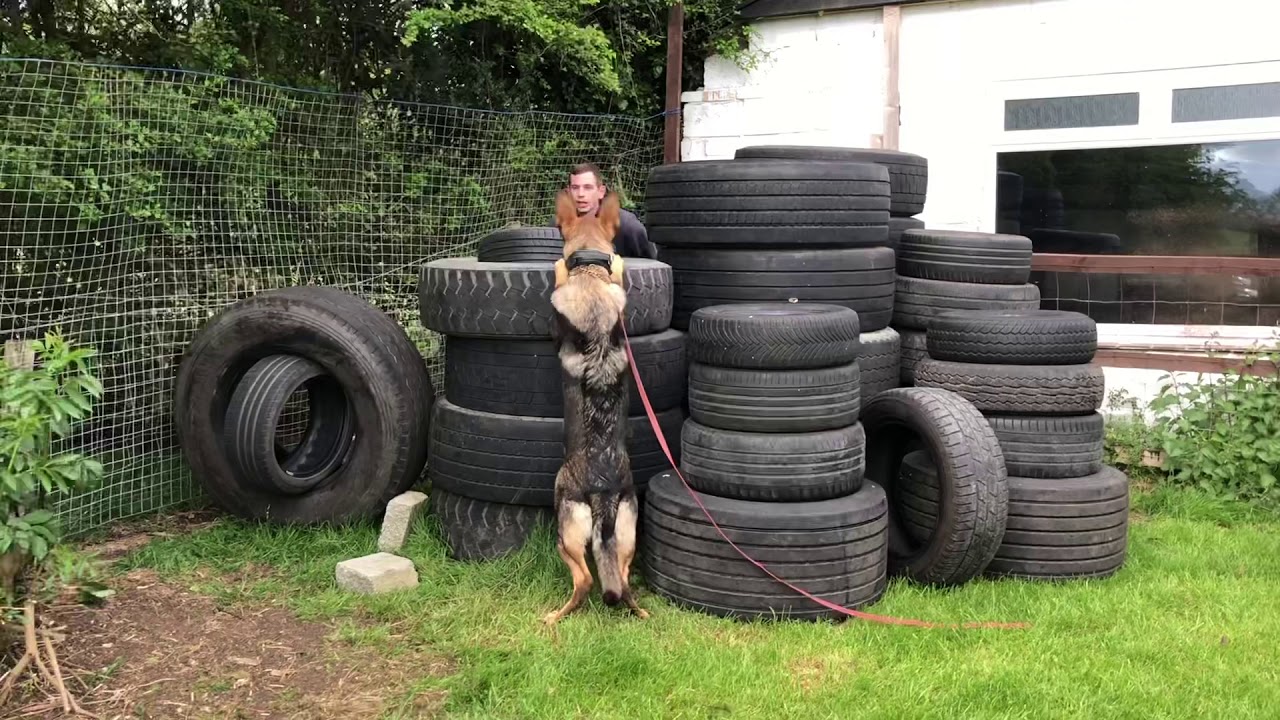 German Shepherd Nikko Zero2Hero Programme 14 day Residential personal protection Zero2Hero program