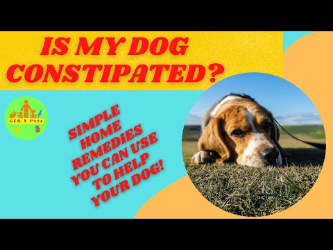 Could My Dog Be Constipated? Here's How You Can Know for Sure