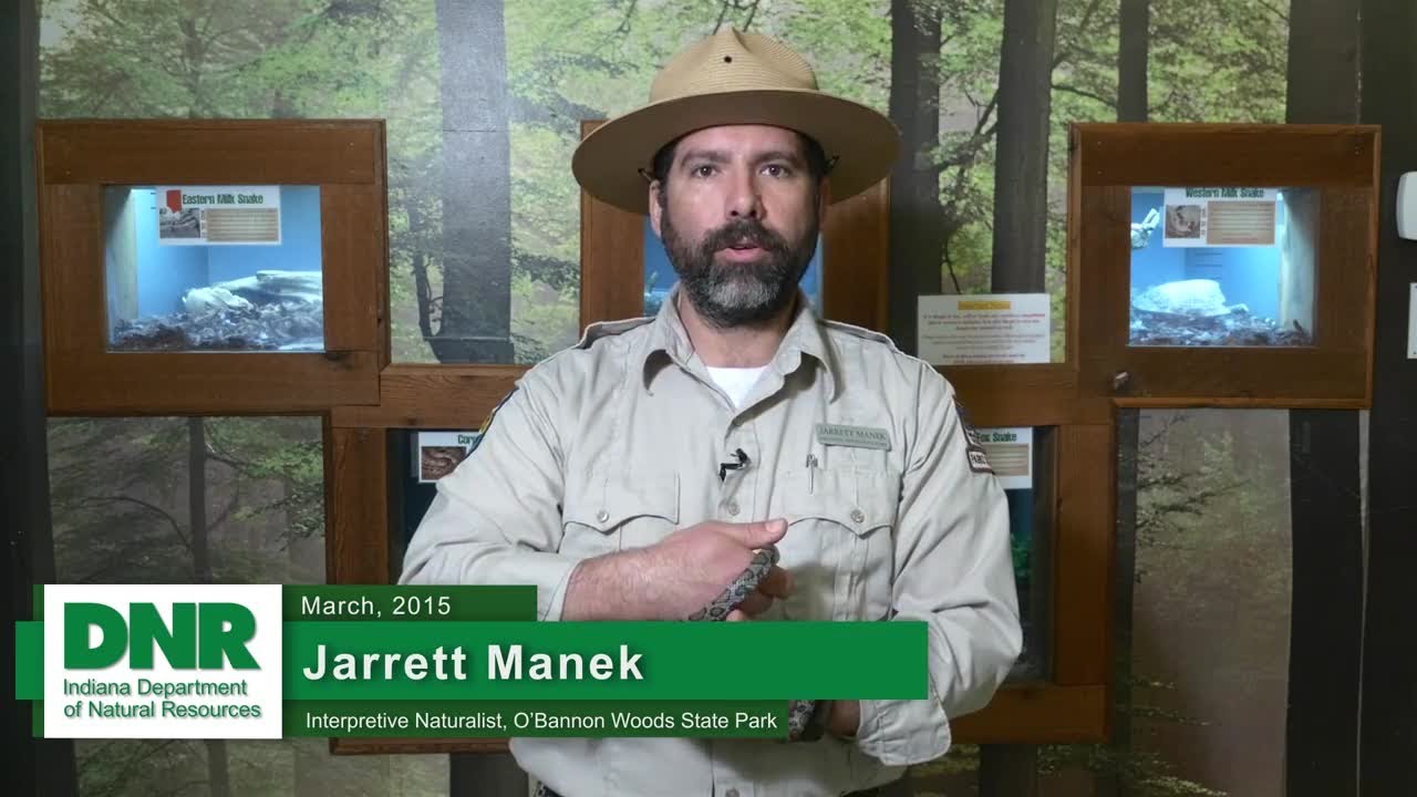WATCH NOW: Learn about the eastern milksnake