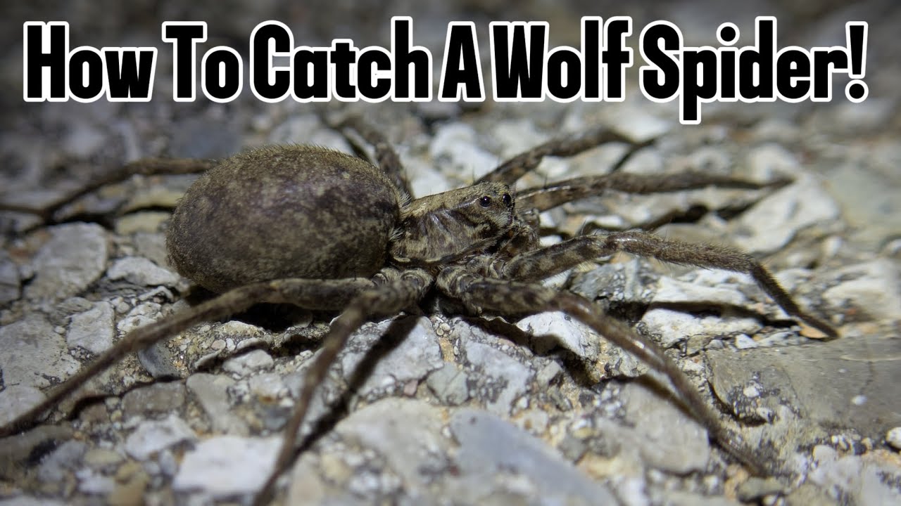 Mastering Wolf Spider Capture: A Step-by-Step Guide