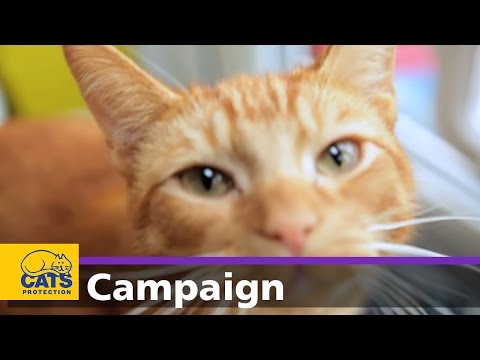 Cats Protection UK Creates a Manifesto for Cats – FACE Foundation Blog