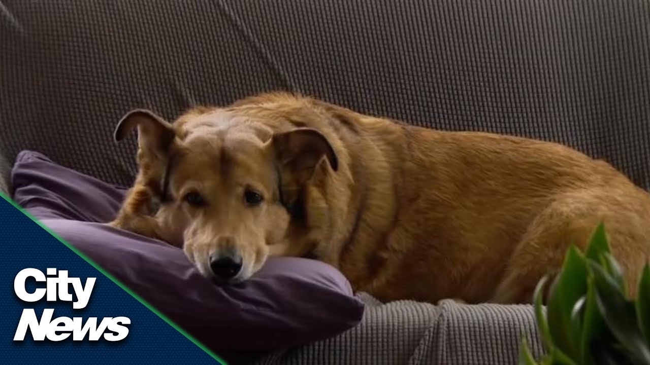 Is the future workplace more pet-friendly?