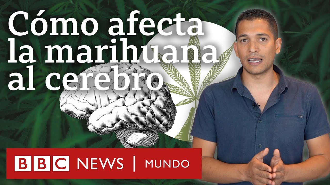 Qué impacto tiene el consumo de marihuana en la memoria, el aprendizaje e incluso las emociones