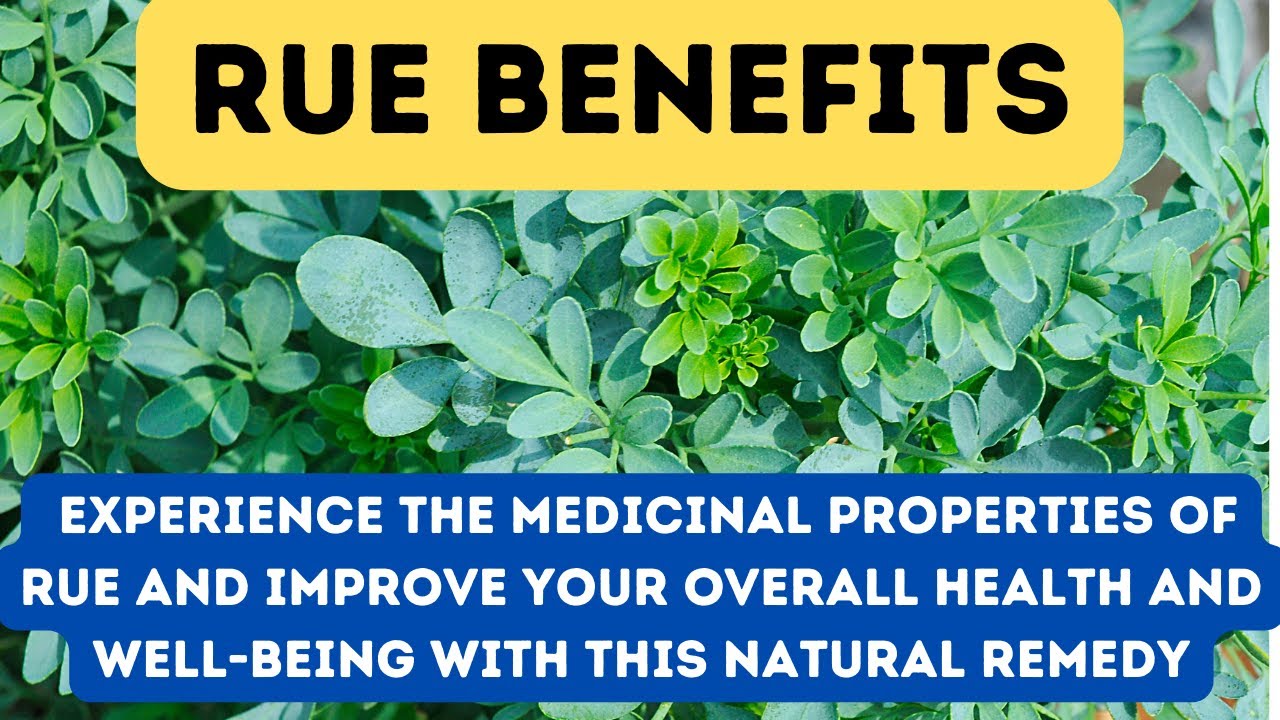 RUE BENEFITS - Reduce Stress and Anxiety with Rue's Calming Effects