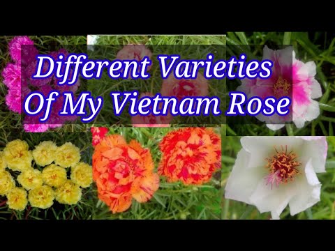 Different Varieties of My Vietnam Rose | Sol Francisco 8