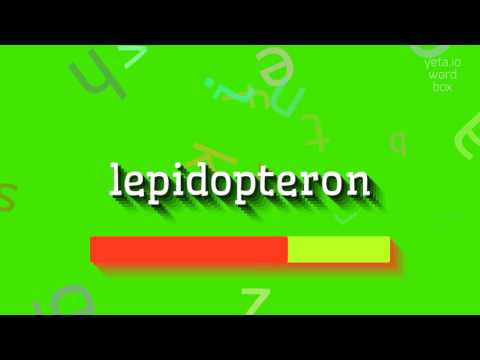 LEPIDOPTERON - How to pronounce Lepidopteron?