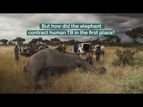 Interconnected: Human and animal TB part of the same problem