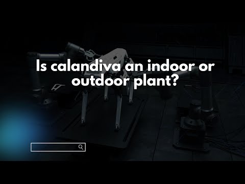 Is calandiva an indoor or outdoor plant?