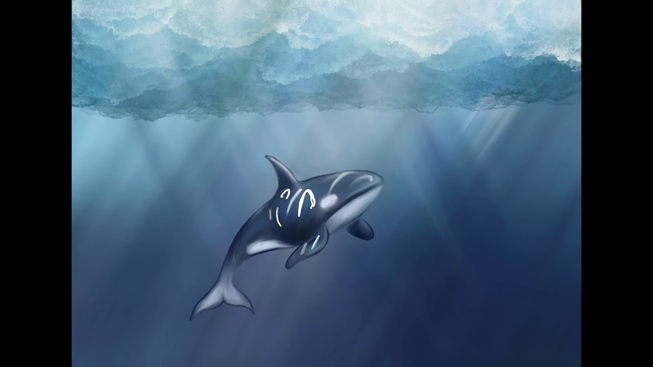 Orca whale digital painting in Procreate - Timelapse