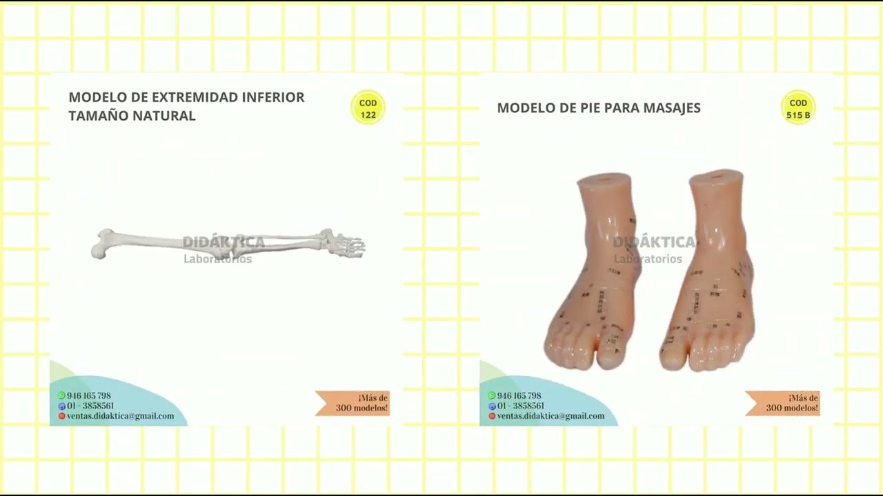 MODELO DE MAQUETAS DE PIES | Didáktica Laboratorios