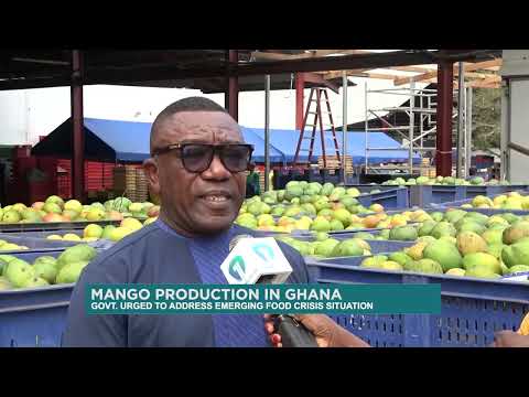 Mango production in Ghana: Government to address emerging food crisis