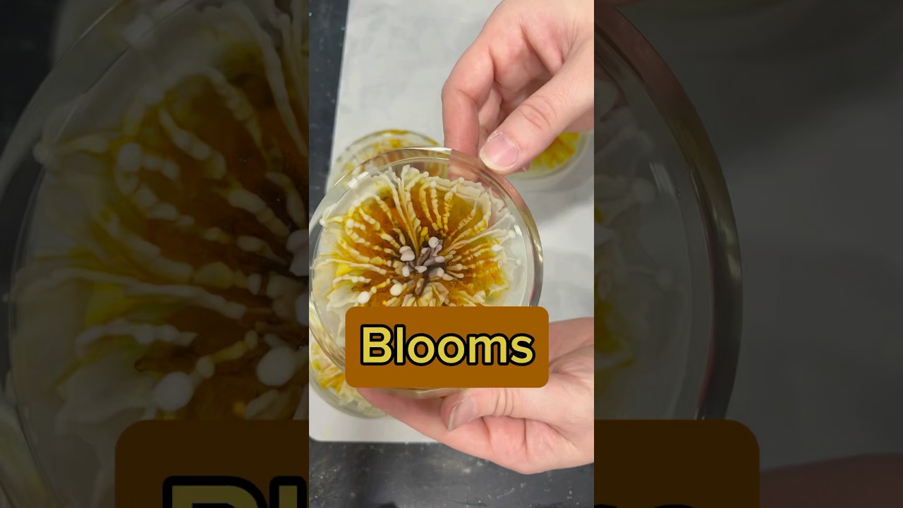 Sunflower colors 🌻