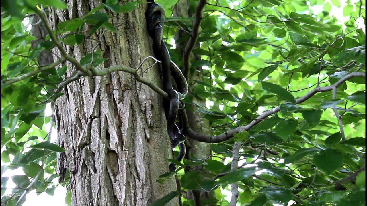black snakes mating 2