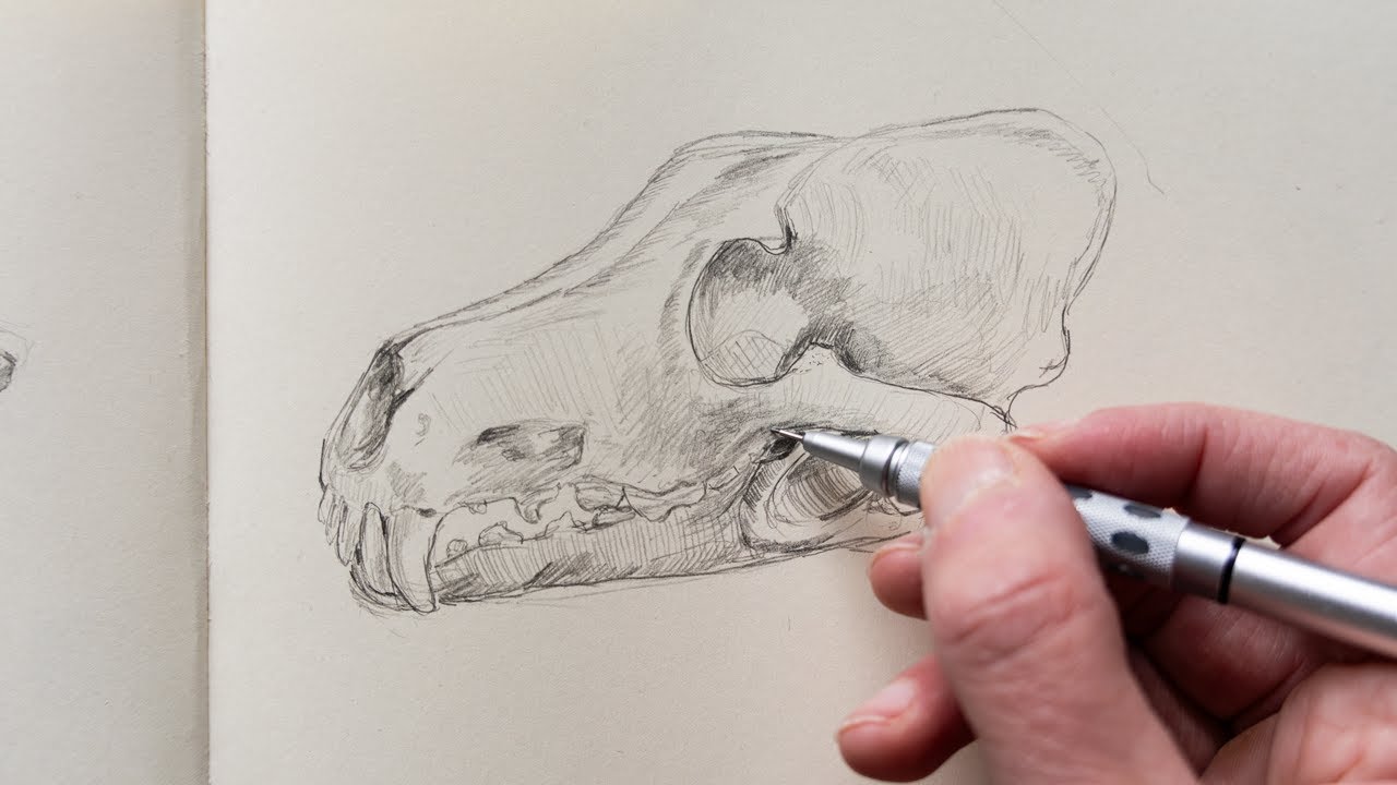 Drawing a Wolf Skull Step by Step (No Talking)
