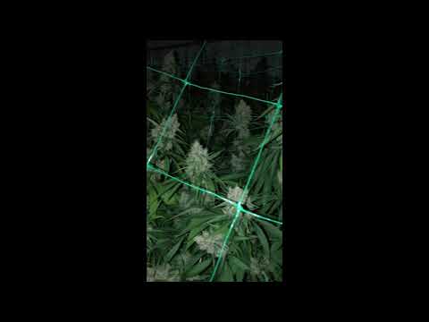 The High Road - Death Star
