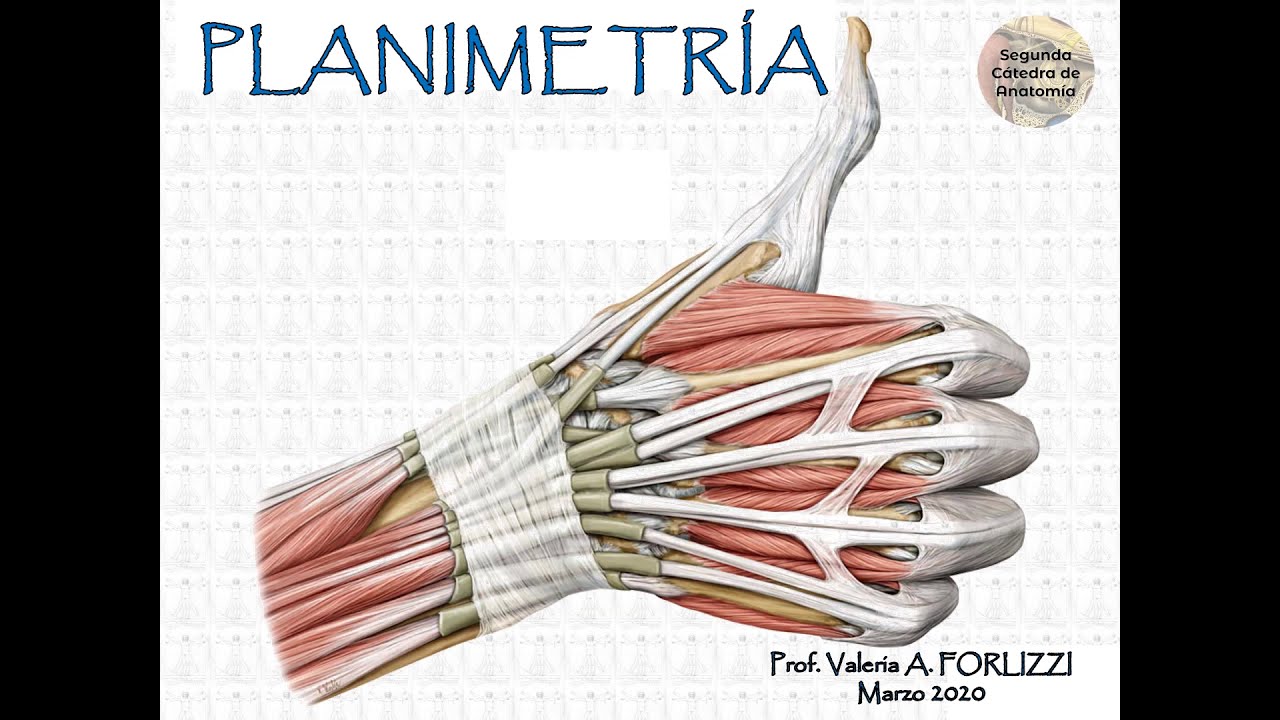 L1.1 | Planimetria | Anatomía 2 | FMed UBA