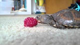Baby Box Turtle Eating A Raspberry