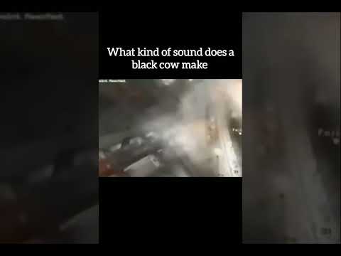 what sound does a black cow make🧐 | #memes #funny