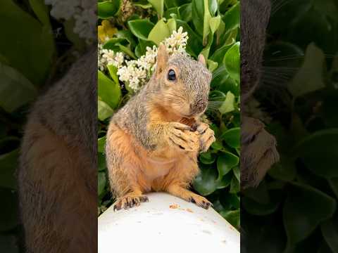 A cracking good time with GG the Squirrel at snack time #animals #friends #mom #life #bangla #fyp #1