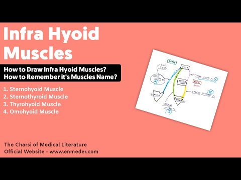 Infra Hyoid Muscles | Thyrohyoid, Sternothyroid, Sternohyoid, and Omohyoid Muscle