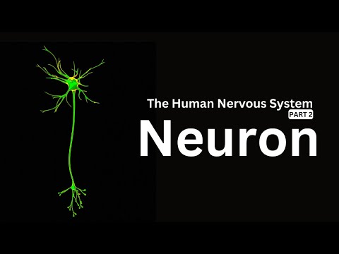 Structure, Types and Functions of Neurons, What happens at the synapse between two neurons?