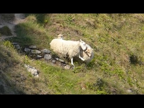 Itchy sheep gets pushed off the path by another sheep