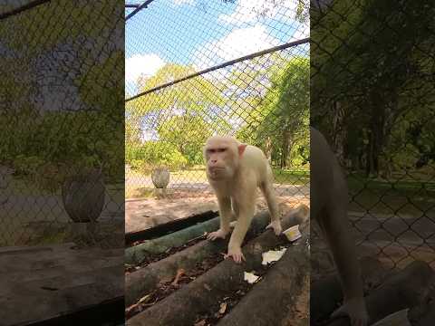 Rare Albino Monkey | A Stunning Encounter with Nature's Unique Beauty #animalshorts #albino #rare