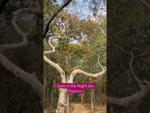Ghost Tree Glow In The Night #ghost #shorts #youtubeshorts #forest #tree #savetrees