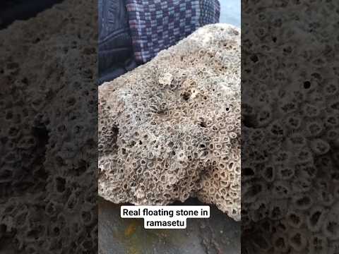 The Real pumice stone or floating stone in rameshwaram#ramasetu #ramsetu