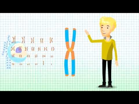Understanding Chromosomal Translocation - Robertsonian Translocation v1.2