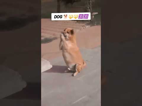 DOG ????????????️????️