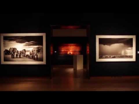 David Yarrow - Christie's Conservation Lecture