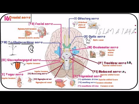 16. Cranial nerves