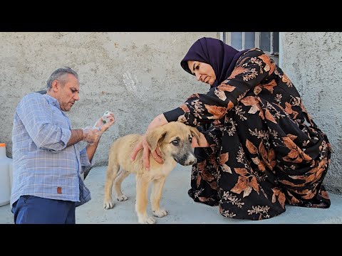 HERO MOM & VET Save Puppy! Emergency Call for Lifesaving Treatment!