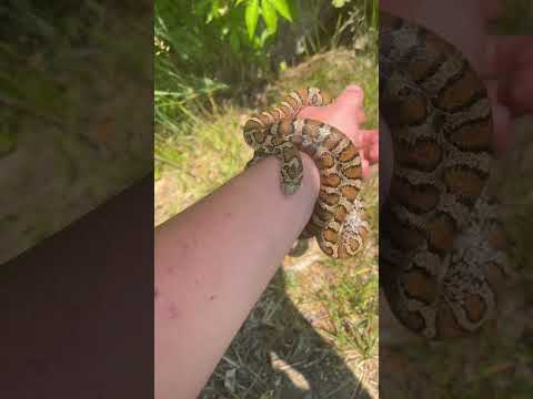 Eastern milk snake