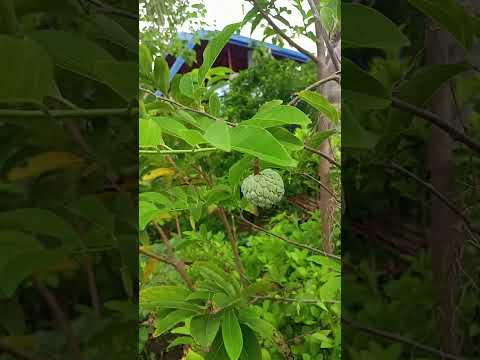 It's another called apple fruit #custard #fruit #shortsvideo