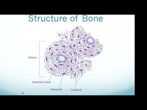HESI A2 Exam: Skeletal System