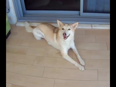 her name is LOLA , female dog